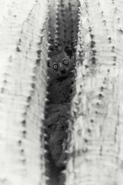 Exposure One Awards | Andy Lerner | Nominee (Wildlife)