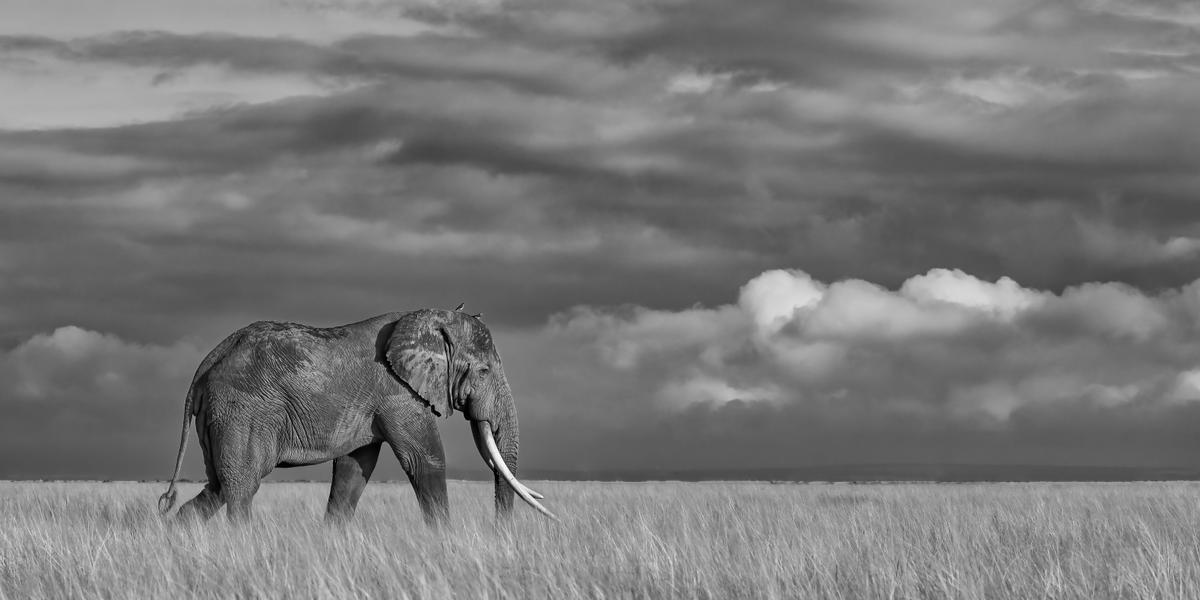 Exposure One Awards | Jim Guerard | Nominee (Wildlife)