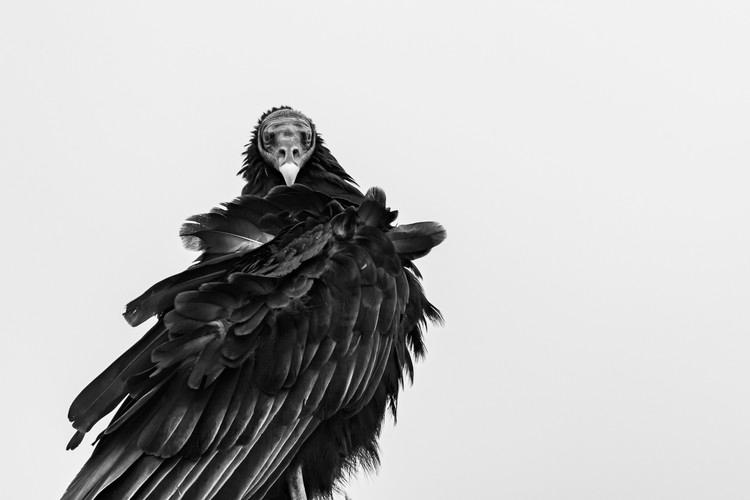 Exposure One Awards | Andy Woods | Honorable Mention (Wildlife)