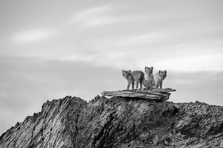 Exposure One Awards | Sergey Gorshkov | Nominee (Animals)