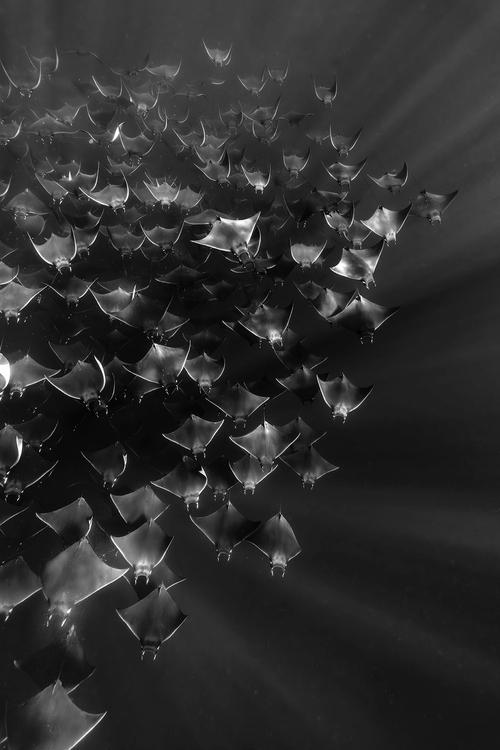 Exposure One Awards | Emily Krakoff | Nominee (Underwater)