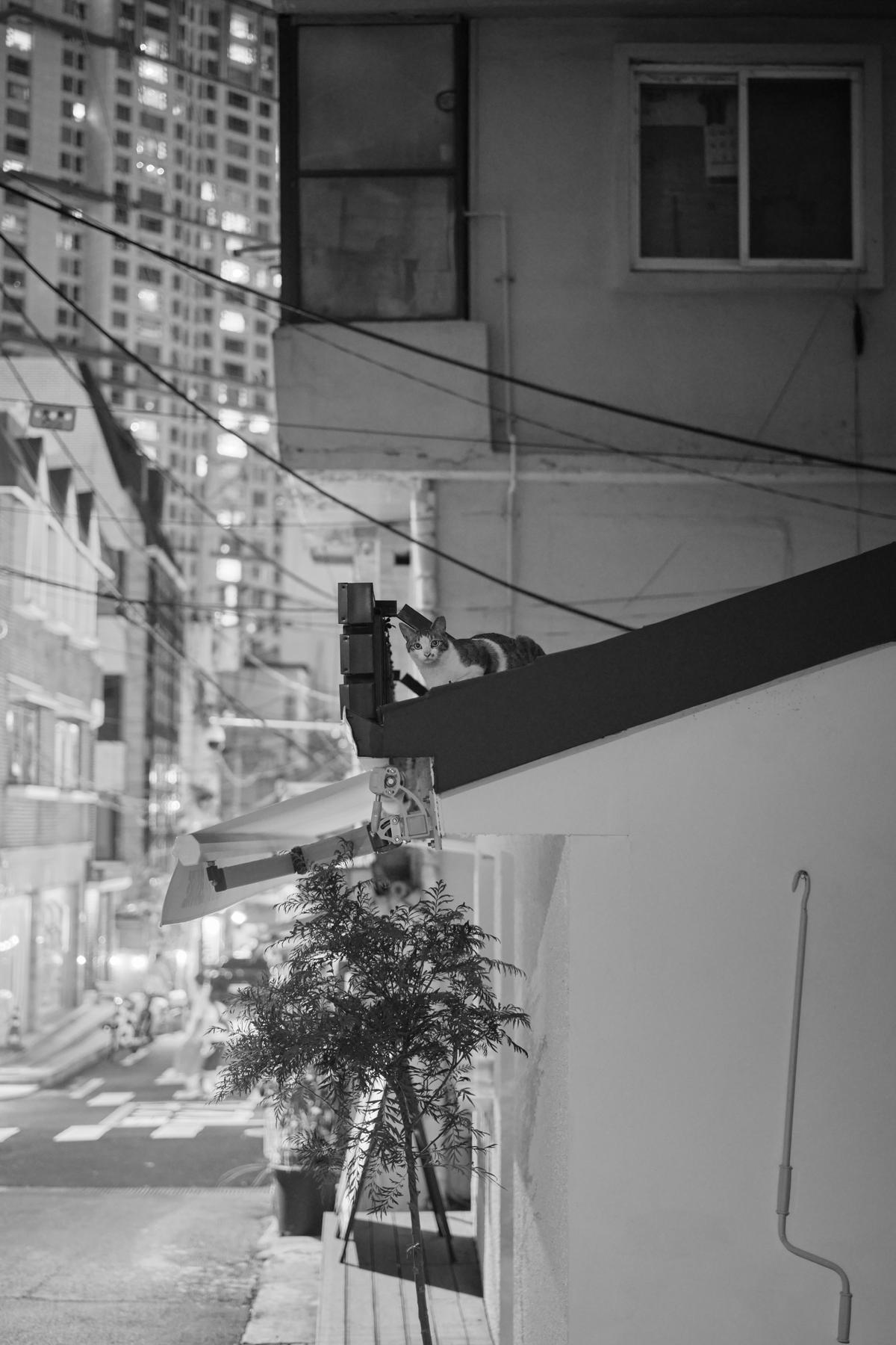Exposure One Awards | Cyril Chan | People’s Vote Award (Domestic Animals)