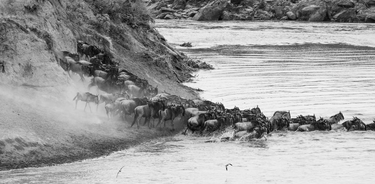Exposure One Awards | Vinay Mathew | Nominee (Wildlife)
