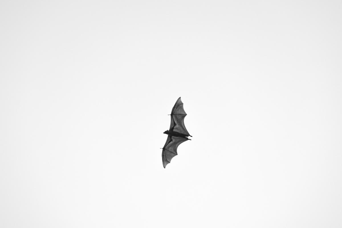Exposure One Awards | Vinay Mathew | Nominee (Wildlife)