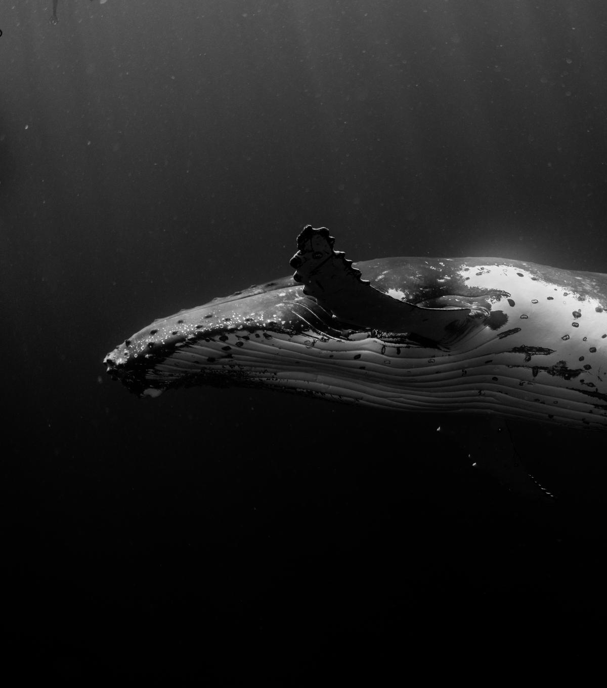Exposure One Awards | Vinay Mathew | Nominee (Wildlife)