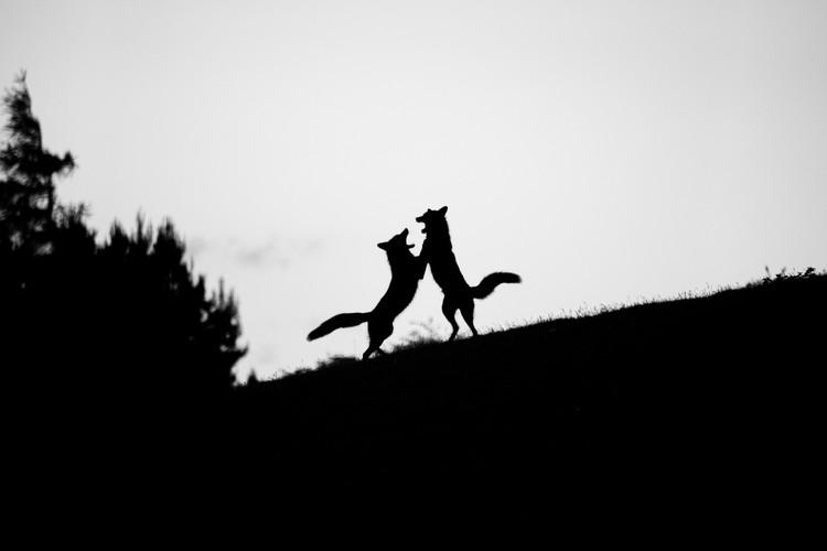 Exposure One Awards | Ruth Chamberlain | Nominee (Wildlife)