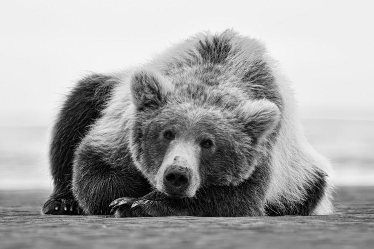 Exposure One Awards | Heidi Ferguson | Honorable Mention (Animals)