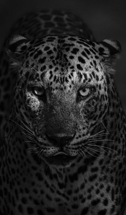 Exposure One Awards | Sineth Sayuru | Nominee (Wildlife)