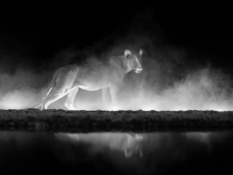 Exposure One Awards | Mark Fernley | 2nd Place (Animals)