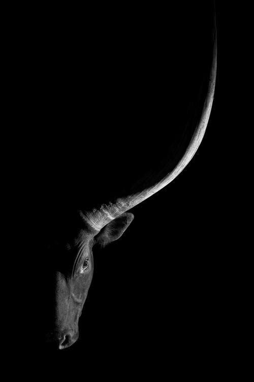 Exposure One Awards | Nadine Villabruna | Nominee (Domestic Animals)