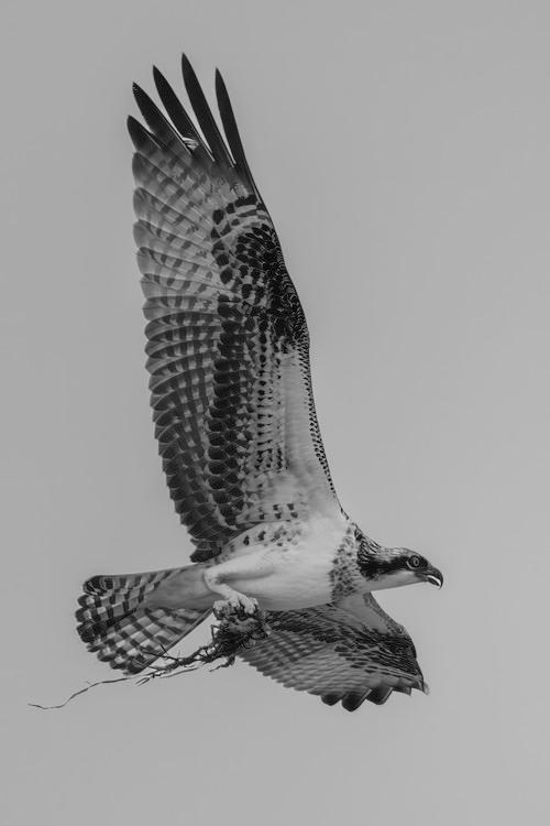Exposure One Awards | Keith Manning | Honorable Mention (Wildlife)