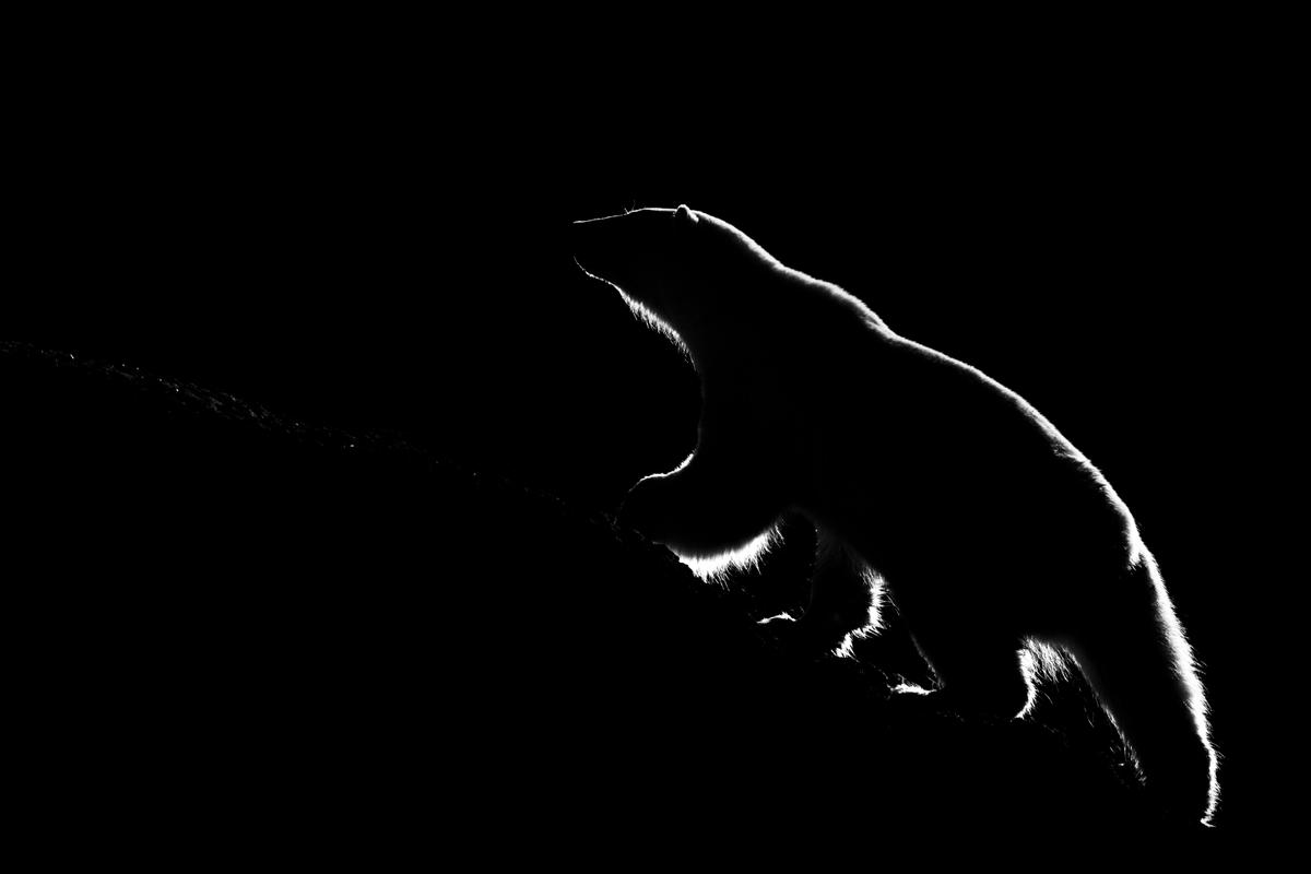 Exposure One Awards | Phillip Hall | Nominee (Wildlife)