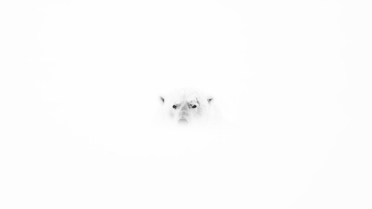 Exposure One Awards | Phillip Hall | Nominee (Wildlife)