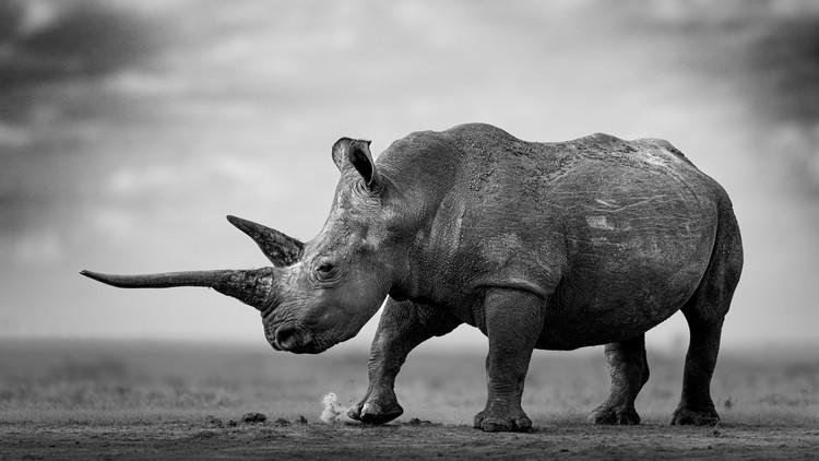 Exposure One Awards | Elizabeth Storms | Nominee (Wildlife)