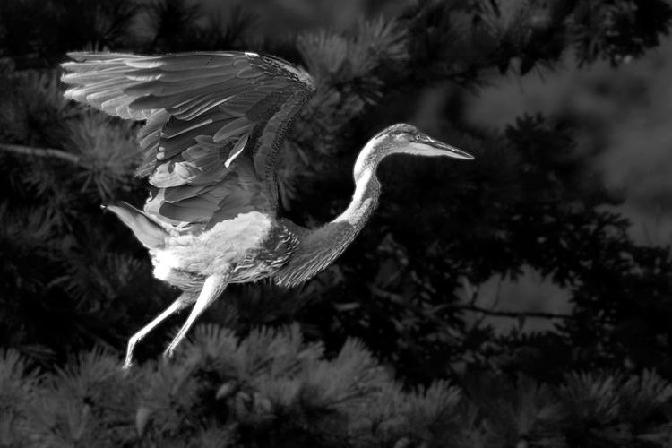 Exposure One Awards | Keith Manning | Nominee (Wildlife)