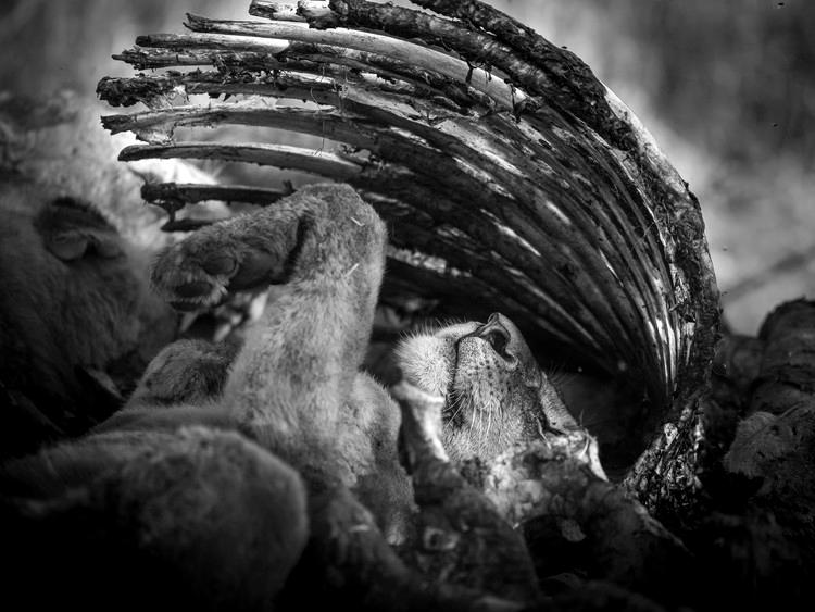 Exposure One Awards | Elizabeth Storms | Nominee (Wildlife)