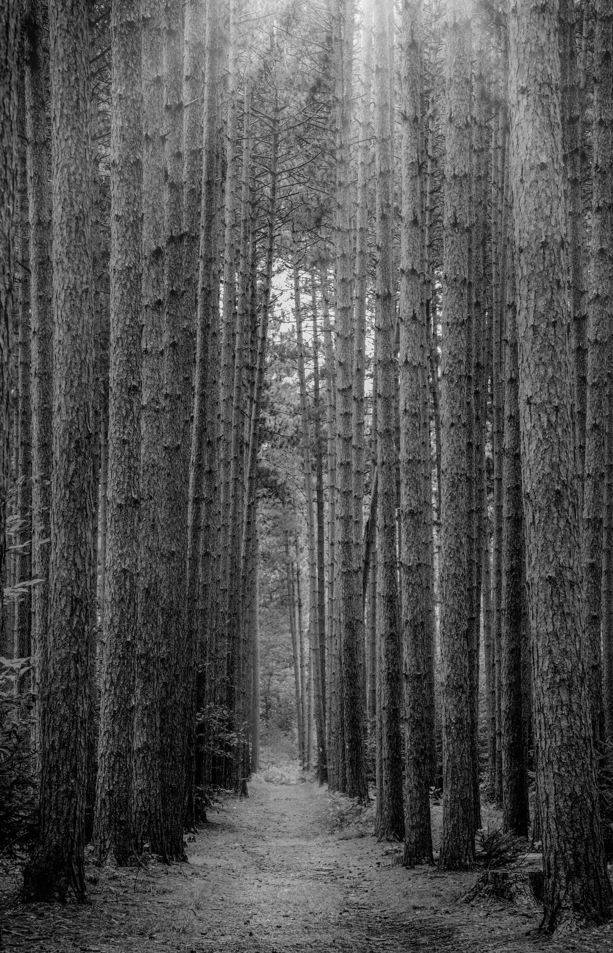 Exposure One Awards | Toni Johnson | Nominee (Landscapes)