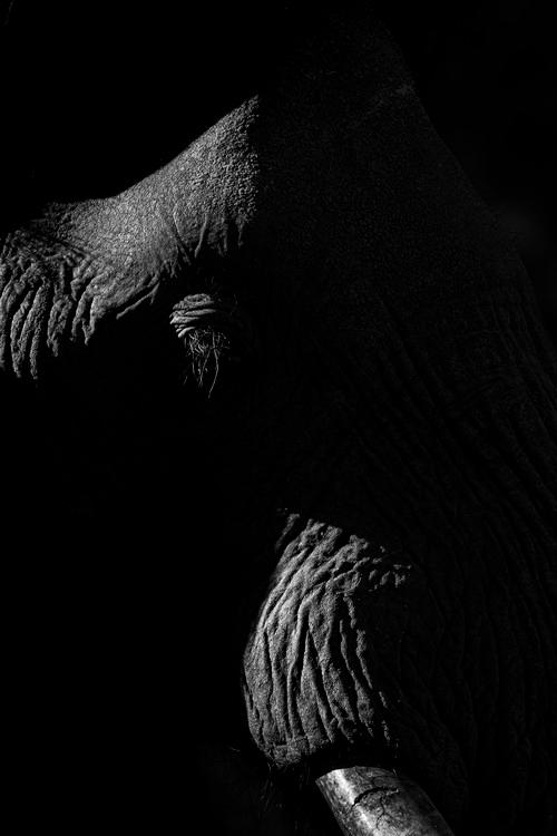 Exposure One Awards | Elizabeth Storms | Nominee (Wildlife)