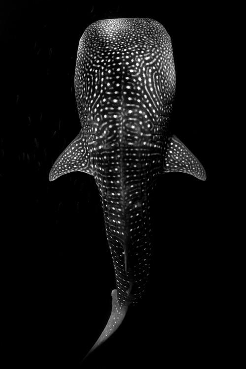 Exposure One Awards | Caitlin Winskill | Nominee (Wildlife)
