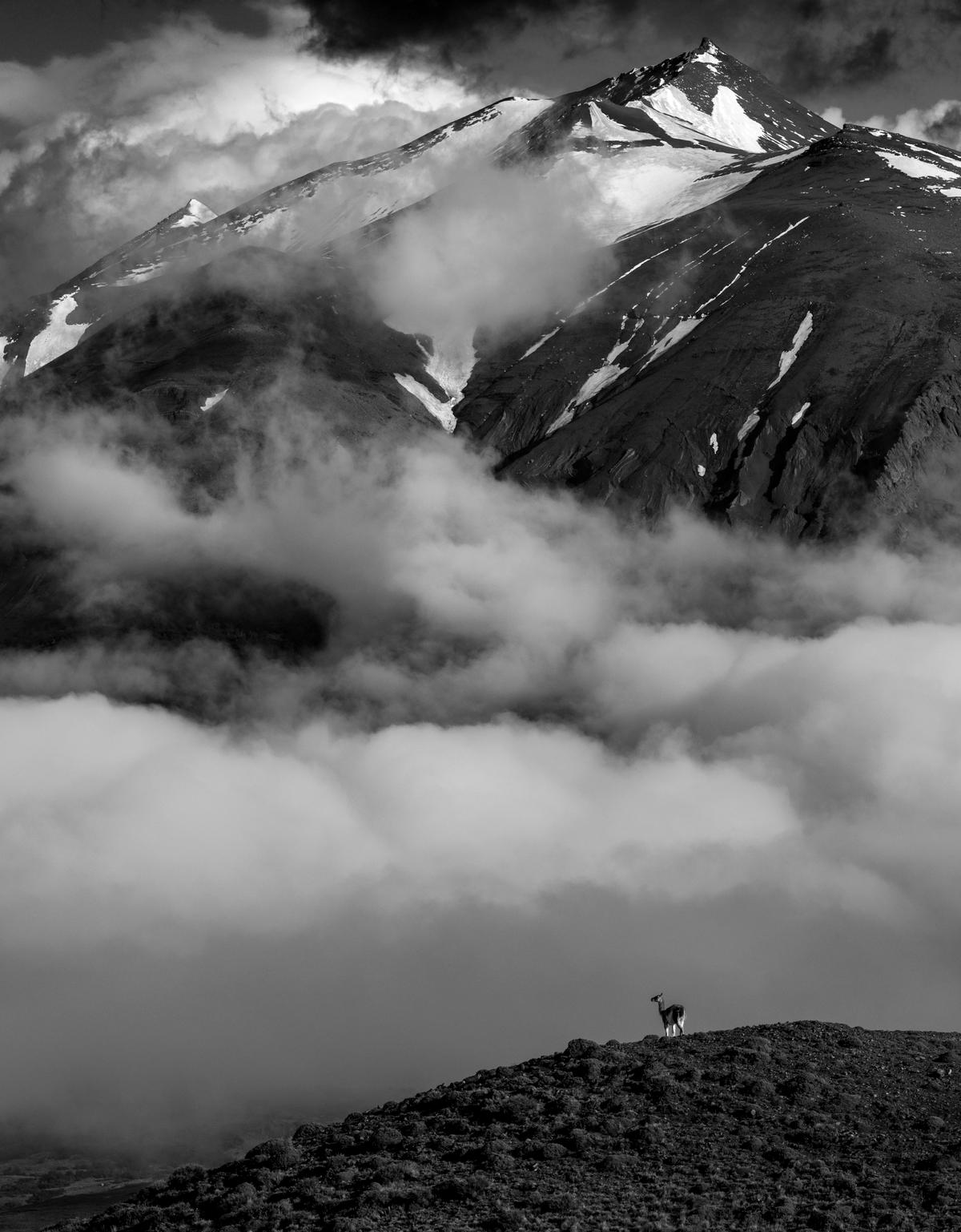Exposure One Awards | Alexandra Wood | Nominee (Wildlife)