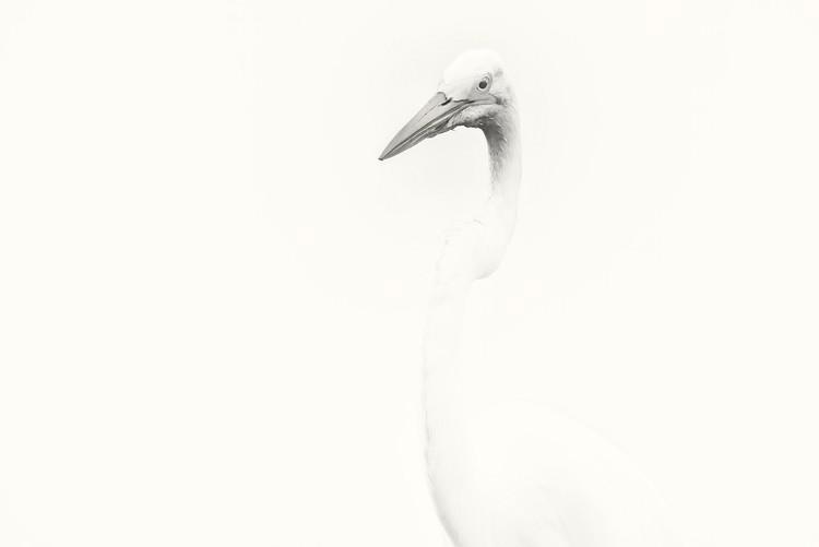 Exposure One Awards | Andy Lerner | Nominee (Wildlife)